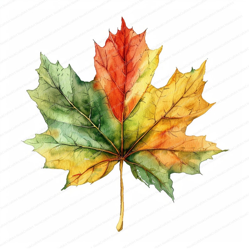 12 Maple Leaf Clipart Elegant Maple Leaf Clipart Bundle High Quality ...
