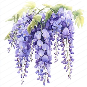 18 Wisteria Flowers Clipart Set | Purple Wisteria Flower Branch ...