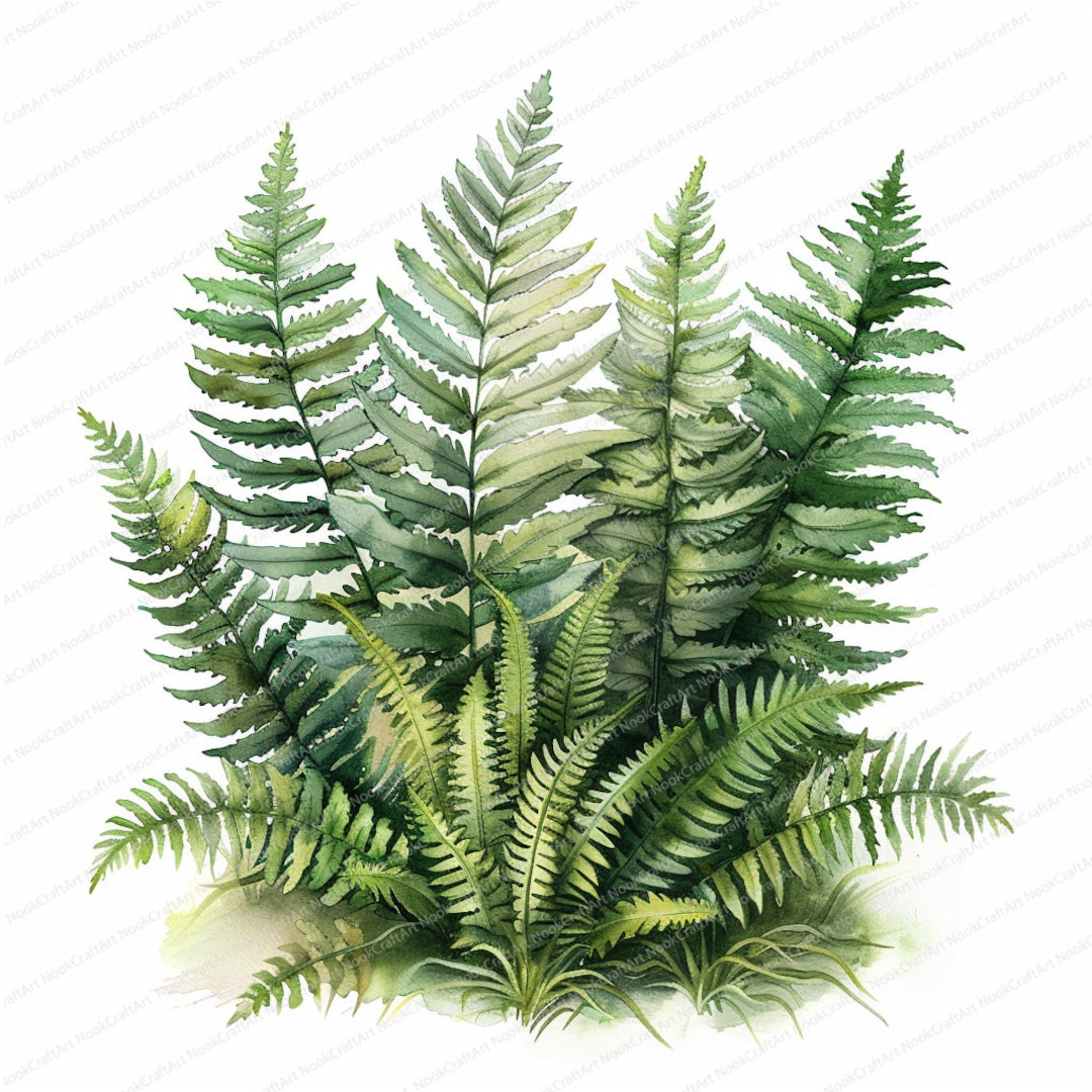 14 Fern Clipart | Watercolor Forest Fern Clipart | Printable Watercolor ...