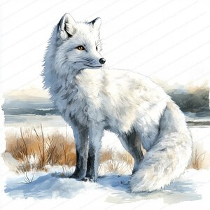 17 Arctic Fox Clipart Set | Winter Wildlife Illustration Pack ...