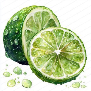 20 Lime Fruit Clipart | Fresh Citrus Graphics | Printable Watercolor ...
