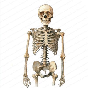 19 Skeleton Anatomy Clipart | Medical Illustration Art | Printable ...