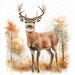 14 Clipart With a White-tailed Deer | Deer in Forest | Printable ...