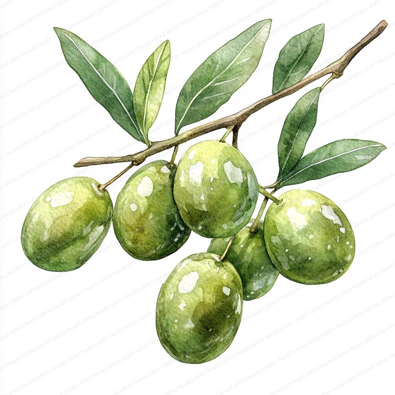 24 Olive Branch Clipart | Green Olives Illustration Pack | Printable ...