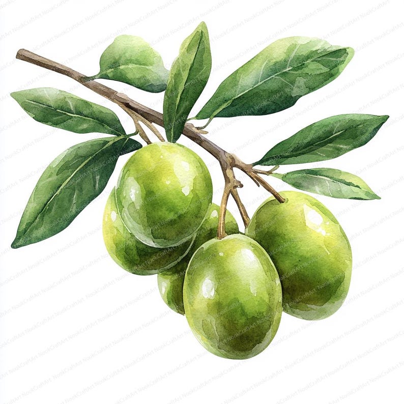 24 Olive Branch Clipart | Green Olives Illustration Pack | Printable ...