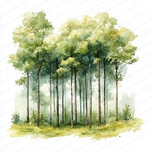 21 Spring Forest Clipart Collection | Woodland Nature Illustrations ...
