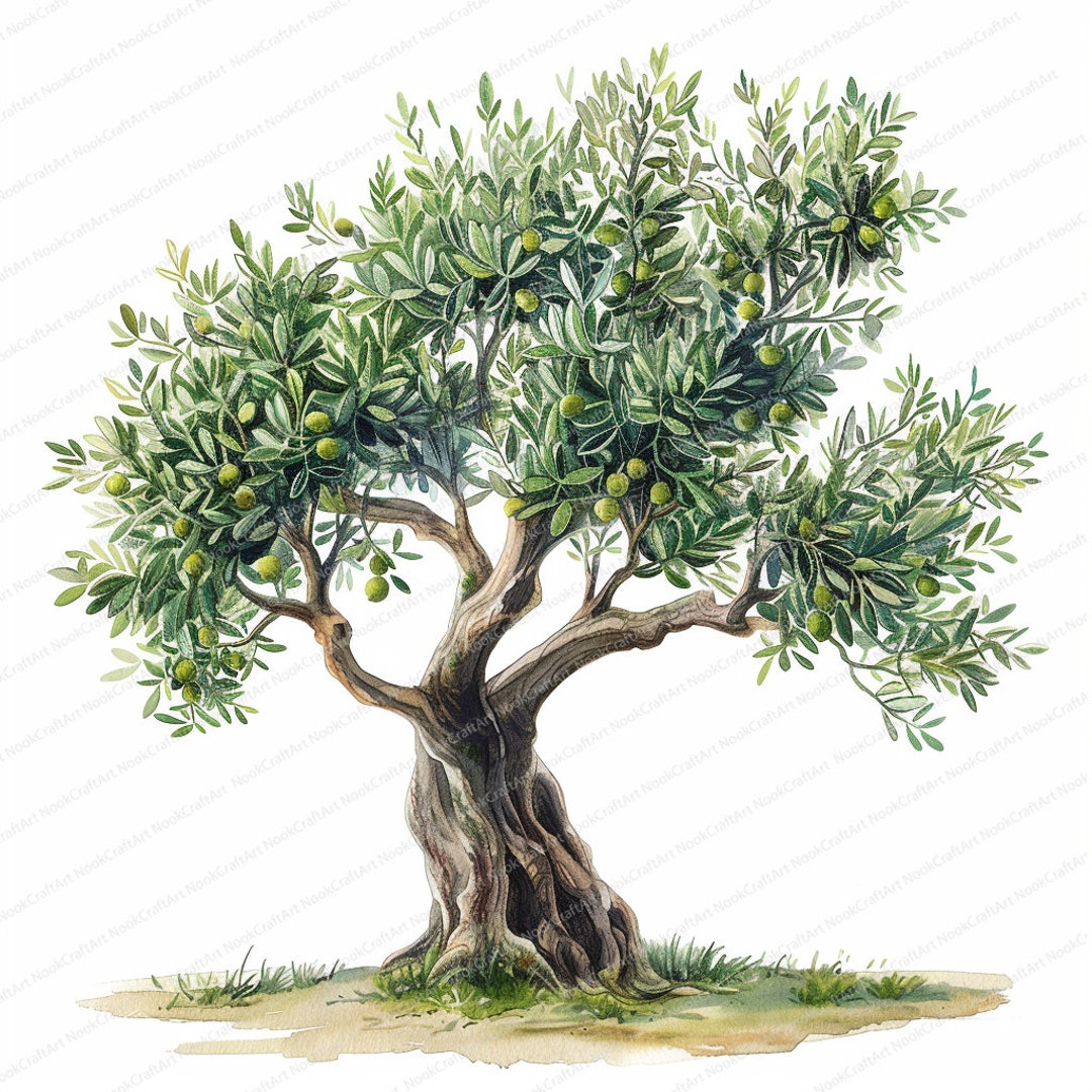 16 Olive Tree Clipart Bundle | Watercolor Tree | Printable Clipart ...