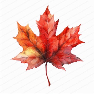 12 Maple Leaf Clipart | Elegant Maple Leaf Clipart Bundle | High ...