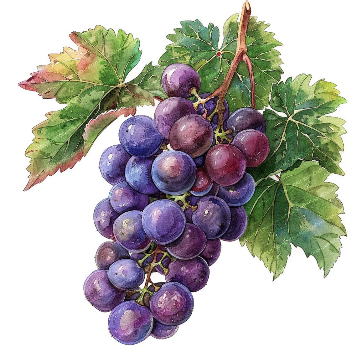 12 Bunch of Grapes Clipart, Bundle of Grapes, Printable Watercolor ...