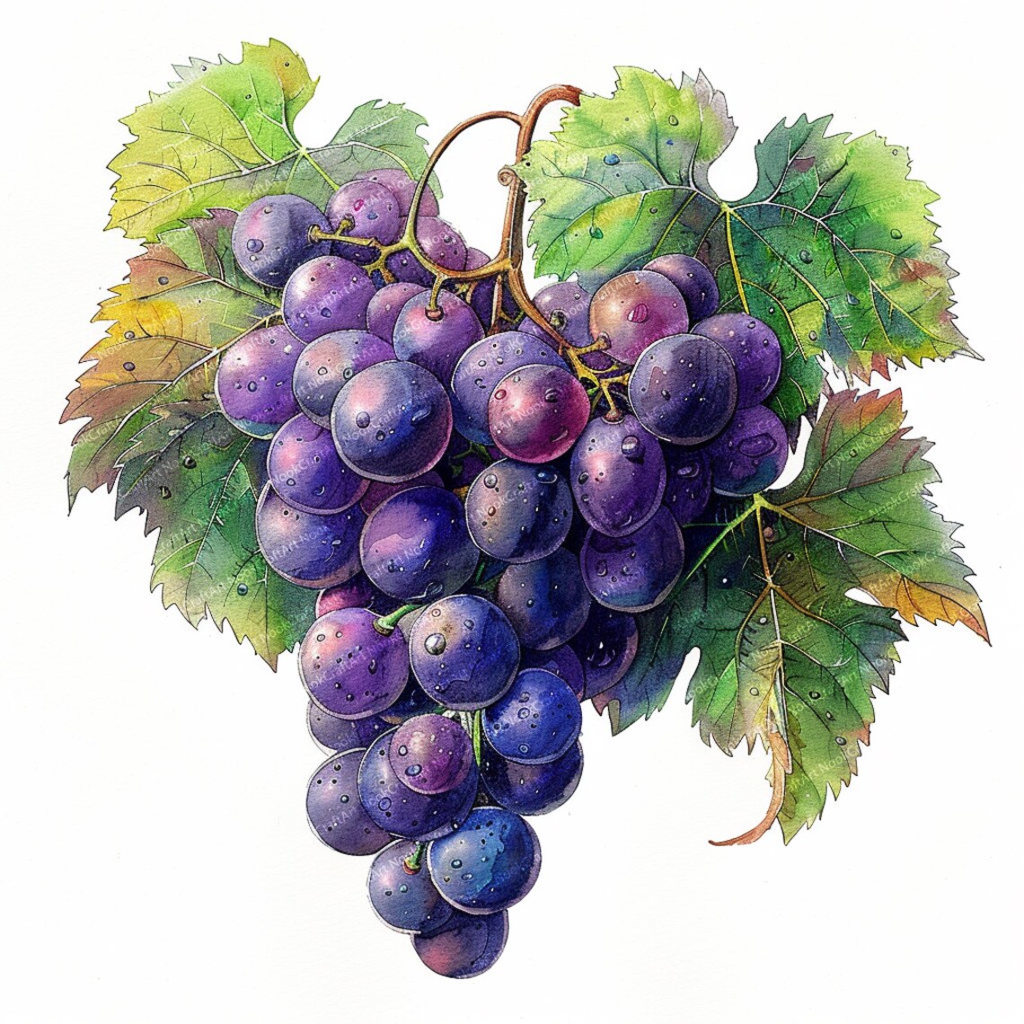 12 Bunch of Grapes Clipart, Bundle of Grapes, Printable Watercolor ...