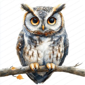 19 Wise Owl Clipart Collection | Enchanting Woodland Graphics ...