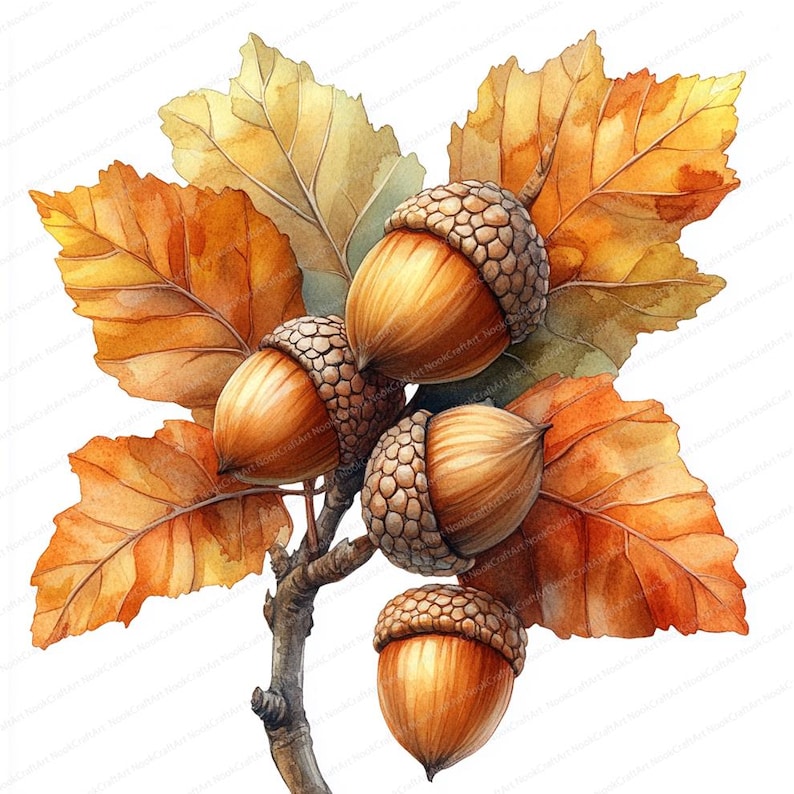 16 Oak Acorns Clipart | Autumn Nature Art | High Quality Jpgs | Digital ...