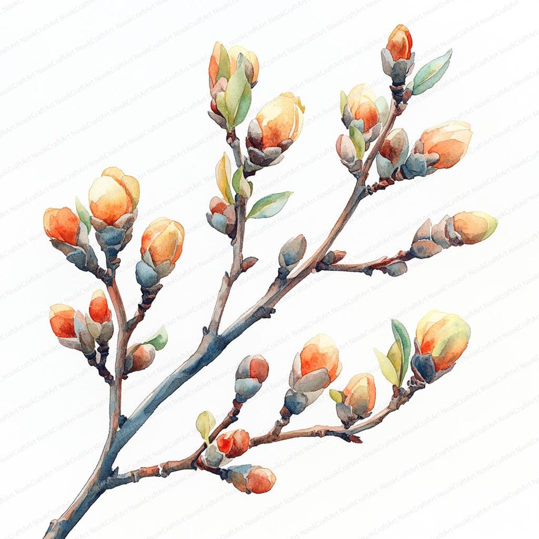 19 Spring Budding Branches Clipart | Early Spring Nature Illustration ...
