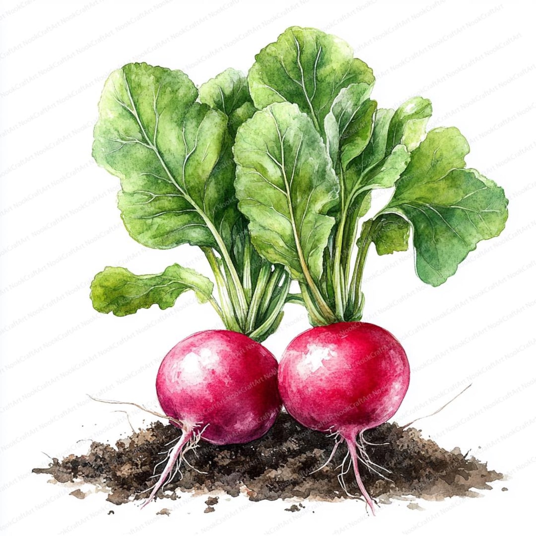 20 Radish Clipart Set | Garden Vegetable Graphics| Printable Watercolor ...