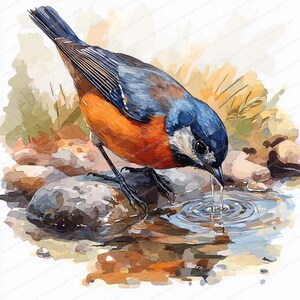 20 Bird Drinking From Stream Clipart | Nature Illustration for Crafts ...