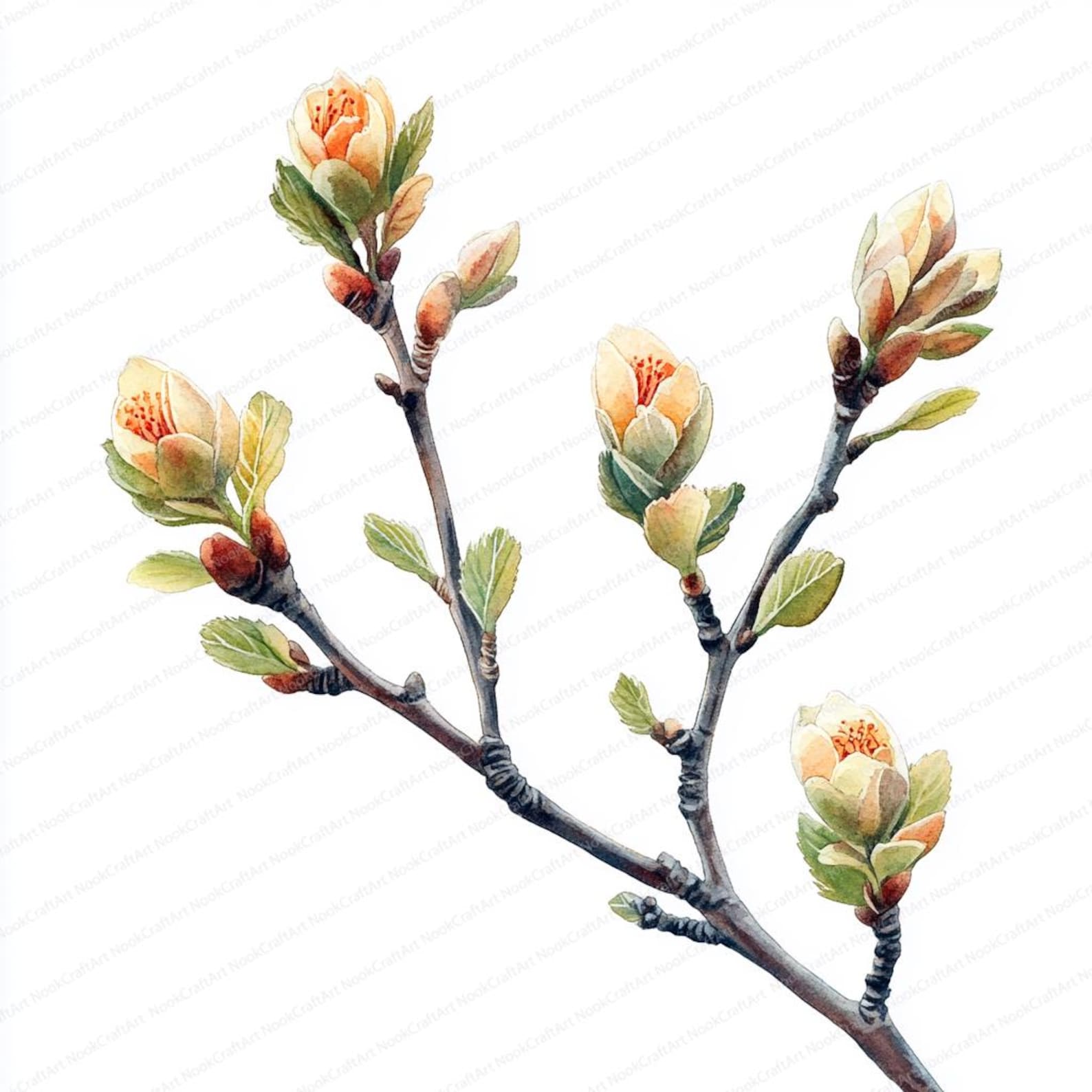19 Spring Budding Branches Clipart | Early Spring Nature Illustration ...