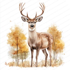 14 Clipart With a White-tailed Deer | Deer in Forest | Printable ...