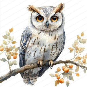 19 Wise Owl Clipart Collection | Enchanting Woodland Graphics ...