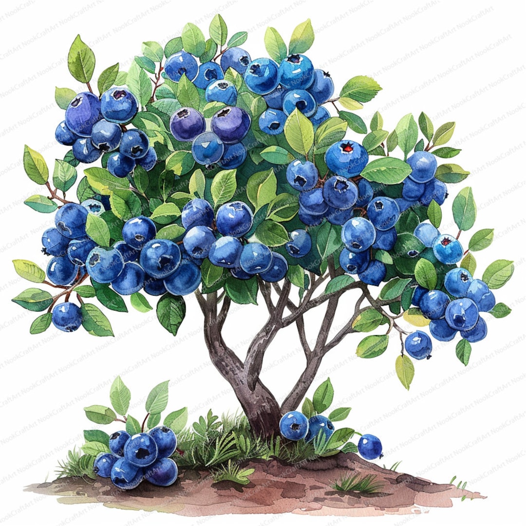 11 Blueberry Bushes Clipart | Blueberry Bundle | Printable Watercolor ...
