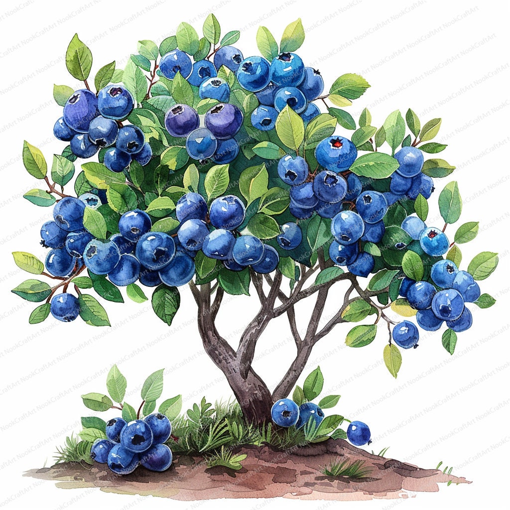 Clipart Blueberry
