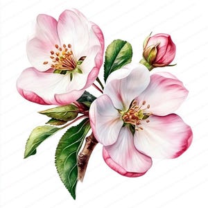 16 Apple Blossom Clipart | Delicate Apple Blossom Art Set | Printable ...