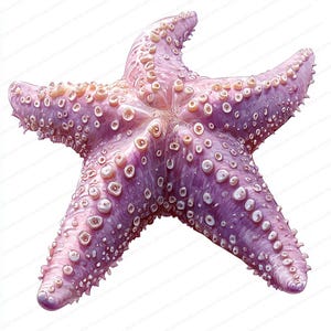 15 Starfish Ocean Clipart | Beach-themed Digital Art | Printable ...