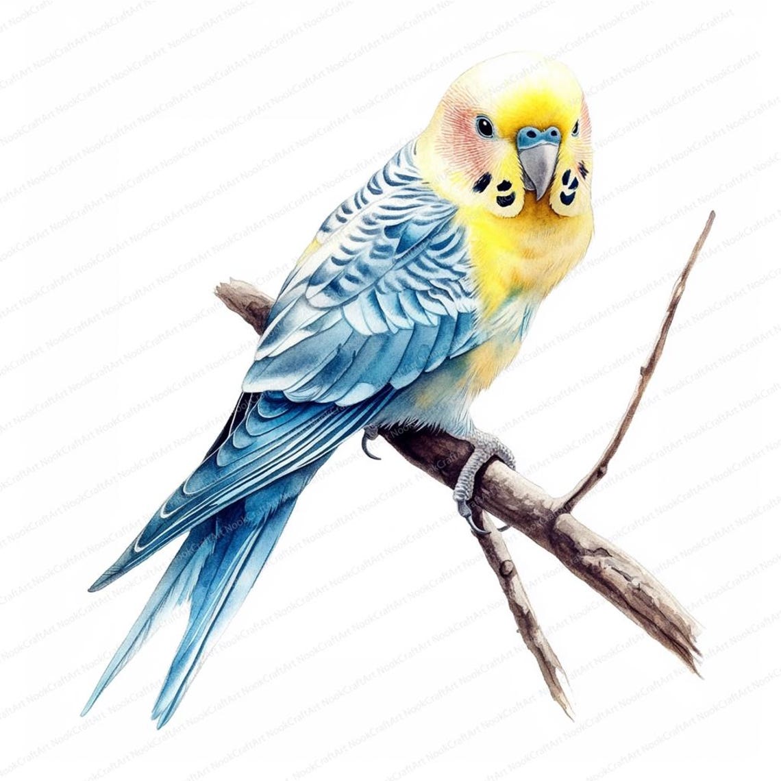 16 Budgie Clipart | Watercolor Parakeet | Printable Watercolor Clipart ...