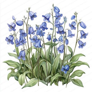 14 Bluebells Clipart | Watercolor Bluebell Blooms | Printable ...