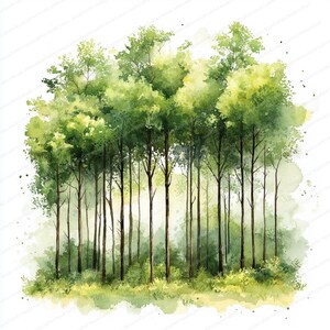 21 Spring Forest Clipart Collection | Woodland Nature Illustrations ...