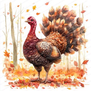 21 Colorful Turkey Feather Clipart | Thanksgiving Holiday Design Asset ...