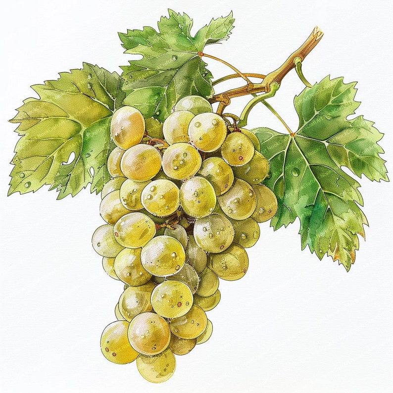 12 Bunch of Grapes Clipart, Bundle of Grapes, Printable Watercolor ...