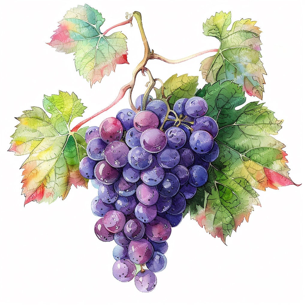 12 Bunch of Grapes Clipart, Bundle of Grapes, Printable Watercolor ...