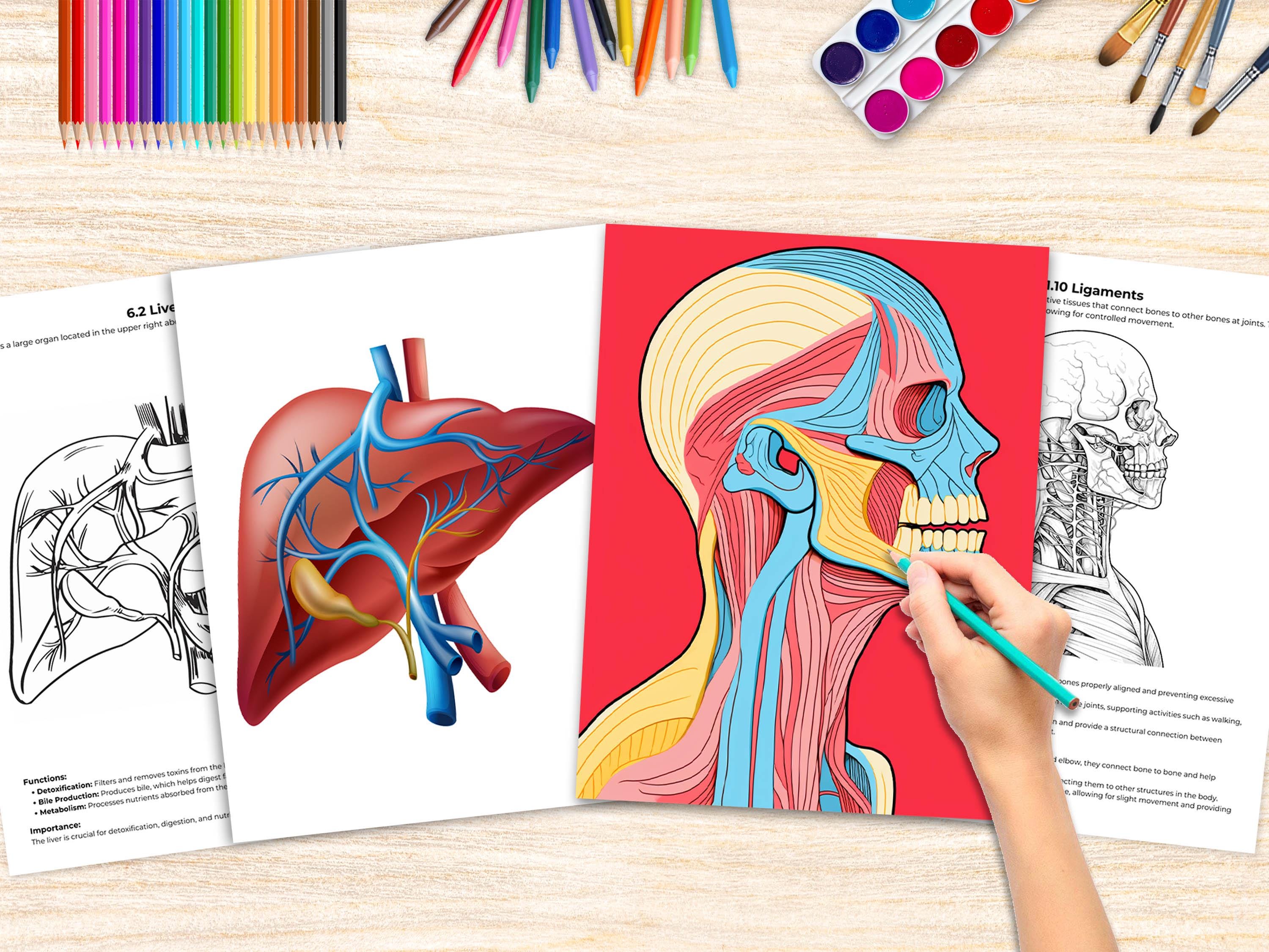 Discover Human Anatomy (2nd Edition): A Coloring Book With 40 ...