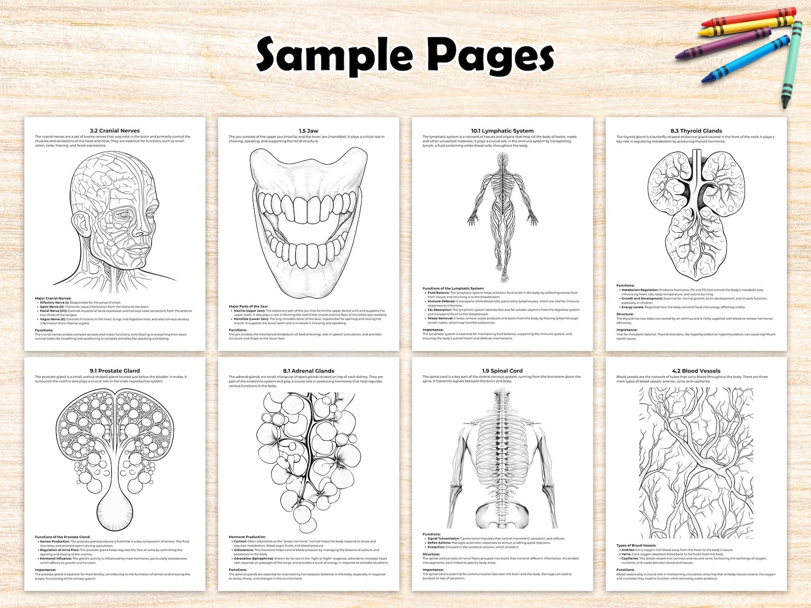 Discover Human Anatomy (2nd Edition): A Coloring Book With 40 ...