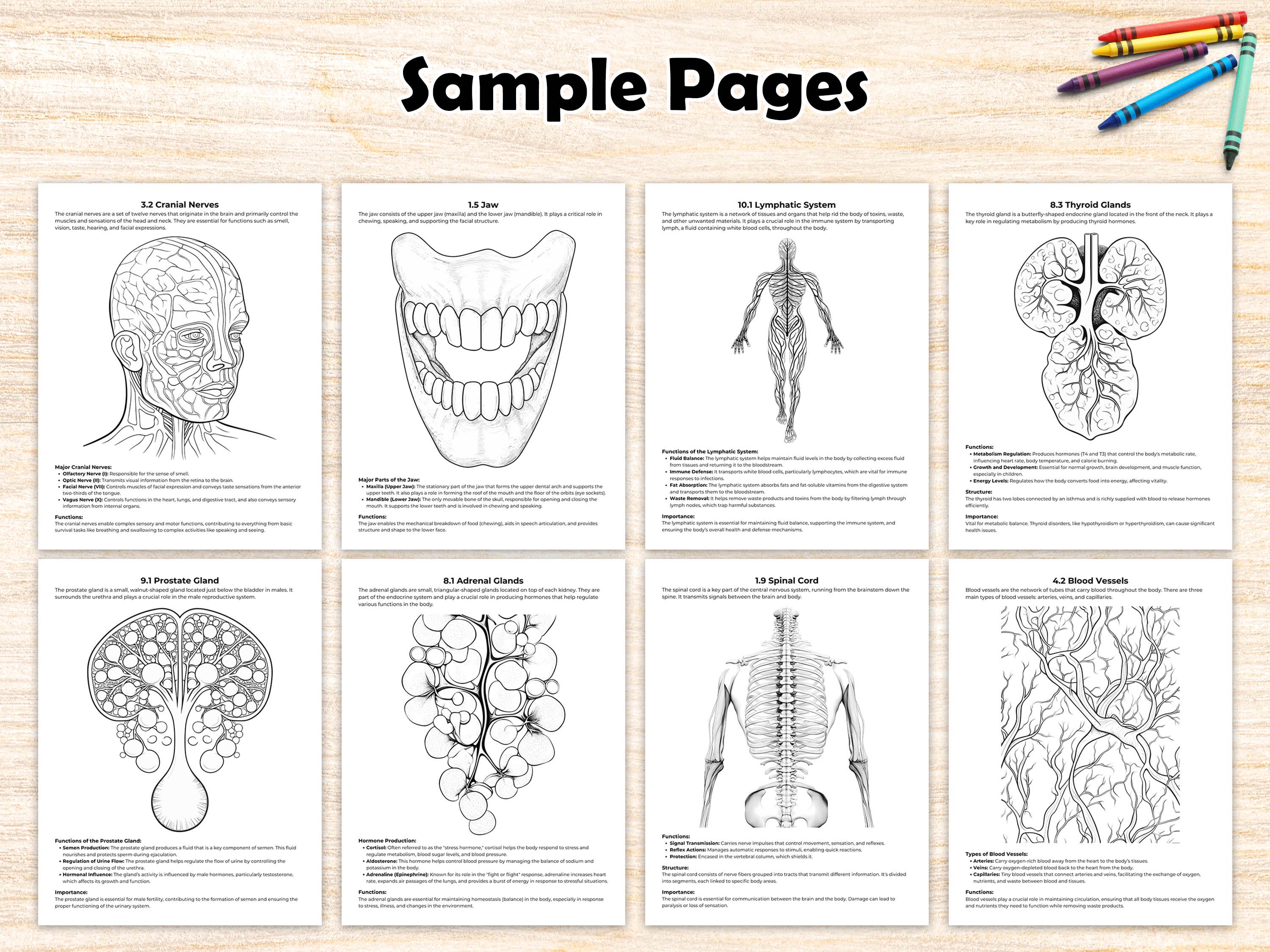 Discover Human Anatomy (2nd Edition): A Coloring Book With 40 ...