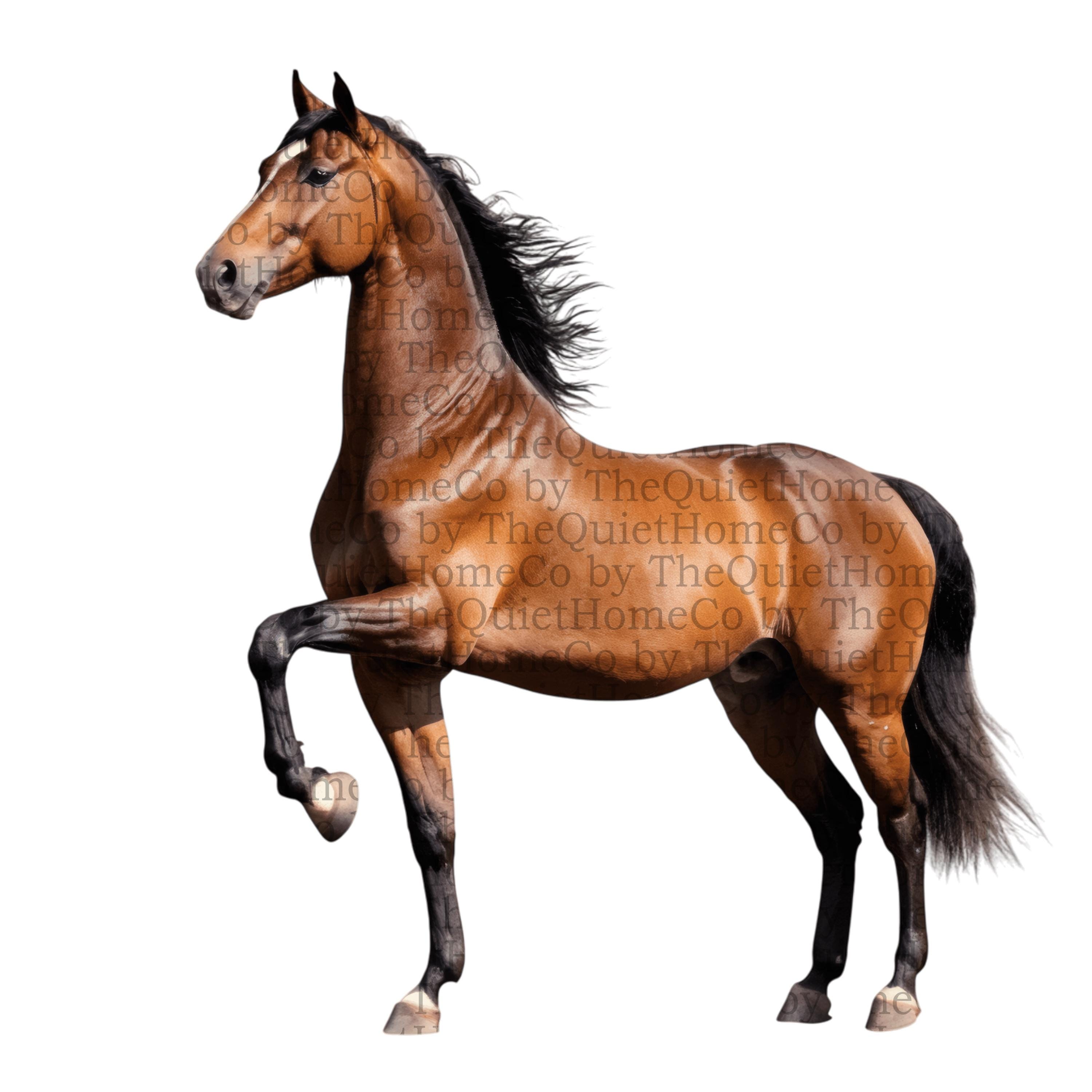 18 Watercolor Horse Clipart Bundle | Circus and Equestrian Horse PNG ...