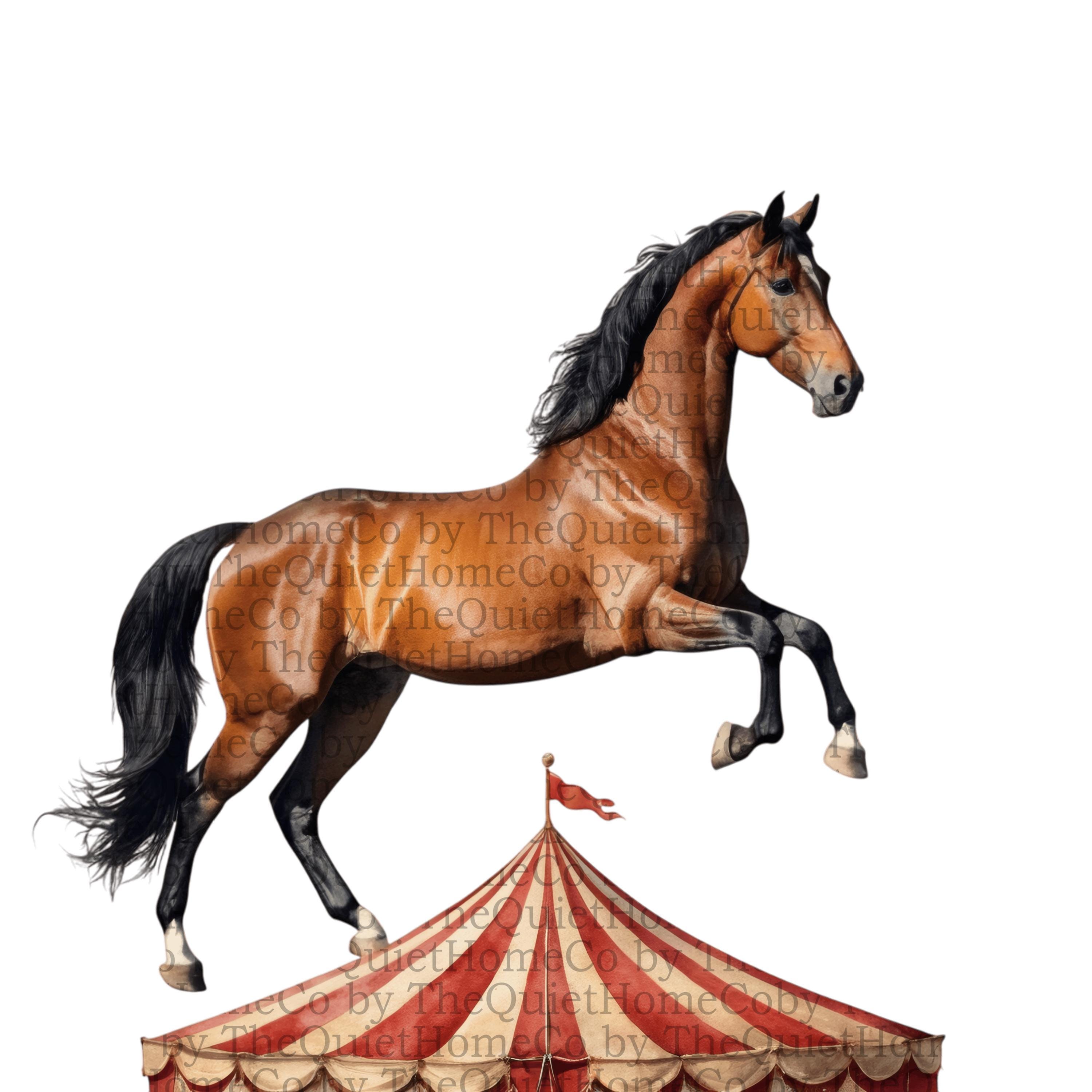 18 Watercolor Horse Clipart Bundle | Circus and Equestrian Horse PNG ...