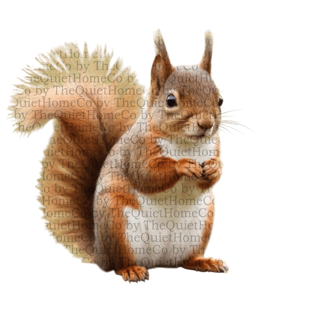 16 Realistic Squirrel Clipart Set, Hand-painted Forest Animal Pngs With ...