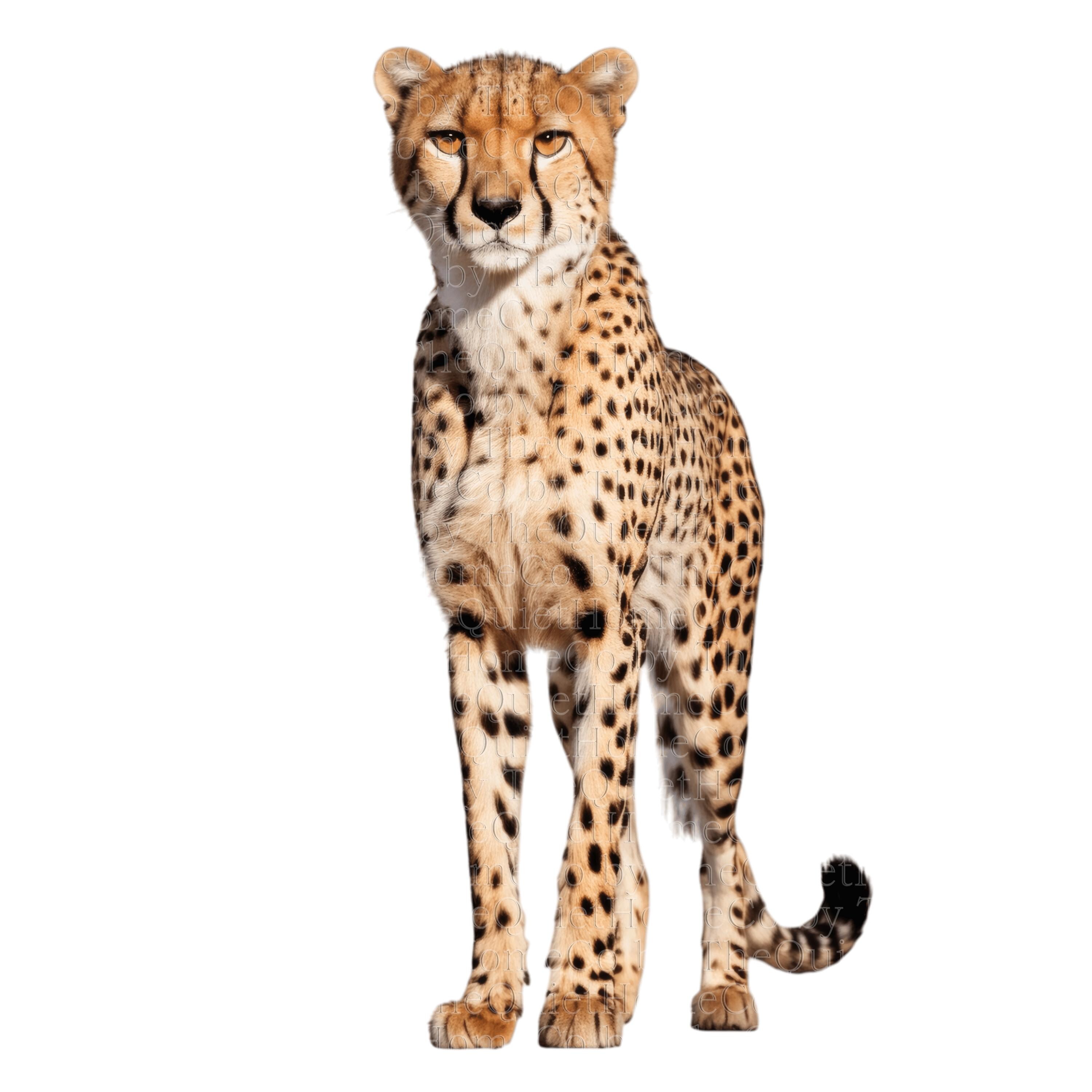 19 Cheetah PNG Clipart | Realistic Wildlife Illustrations (digital ...