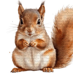 19 Realistic Squirrel Clipart Set, Hand-painted PNG (digital Download ...