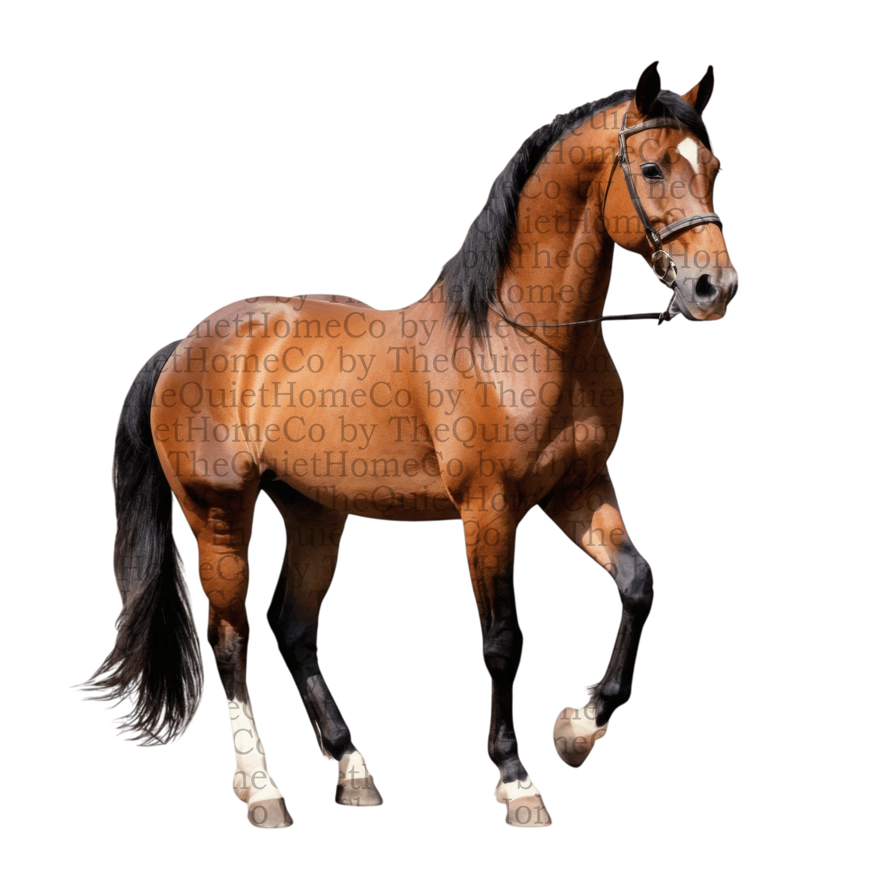 18 Watercolor Horse Clipart Bundle | Circus and Equestrian Horse PNG ...