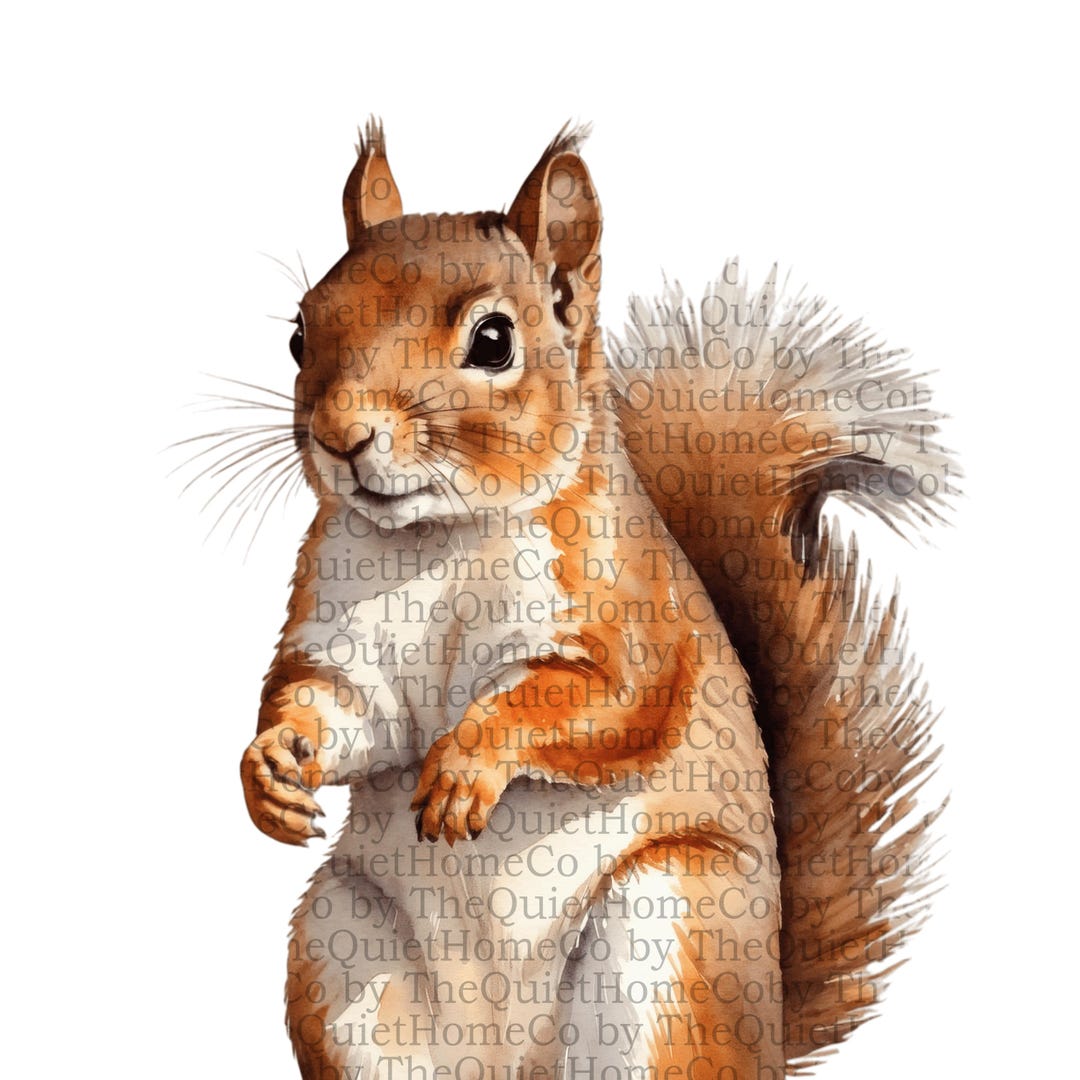 11 Watercolor Squirrel Clipart | Autumn Woodland PNG Set (digital ...