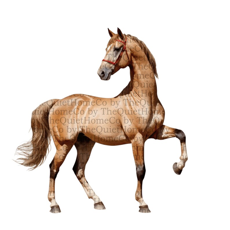 18 Watercolor Horse Clipart Bundle | Circus and Equestrian Horse PNG ...