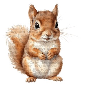 19 Realistic Squirrel Clipart Set, Hand-painted Forest Animal PNG With ...