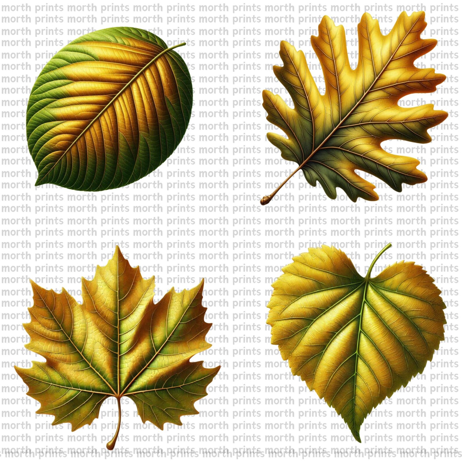 Yellow Leaf Clipart PNG, Autumn Oak & Maple Leaves, 32 Fall Foliage ...