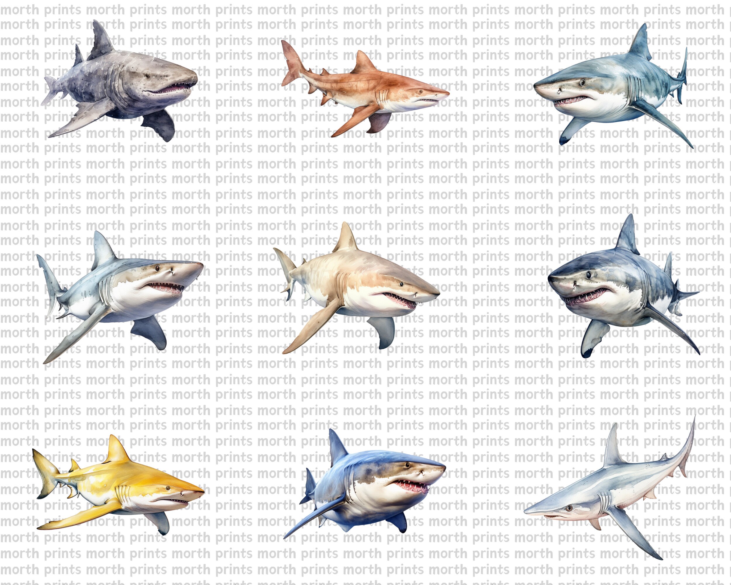 Watercolor Sharks Clipart PNG, Great White & Whale Shark, Sea Animals ...