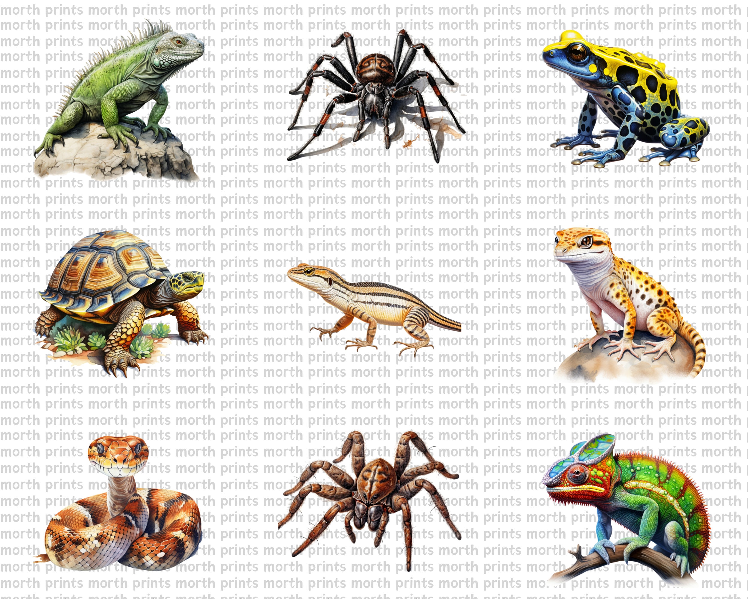 Watercolor Reptiles Clipart, Snake, Lizard & Turtle, 45 PNG Files, 300 ...