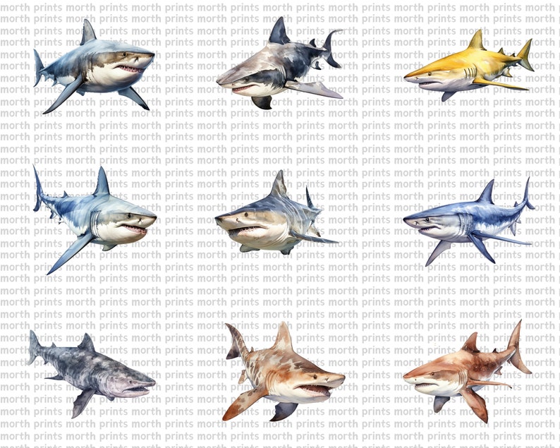 70 Watercolor Sharks Clipart Great White Shark, Tiger Shark, Bull Shark ...