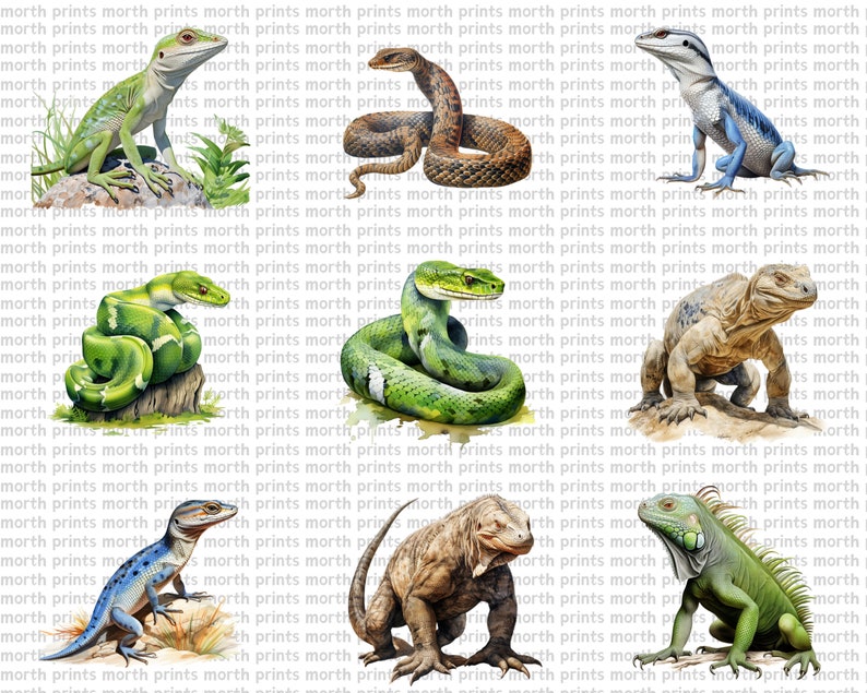 Watercolor Reptiles Clipart, Snake, Lizard & Turtle, 45 PNG Files, 300 ...