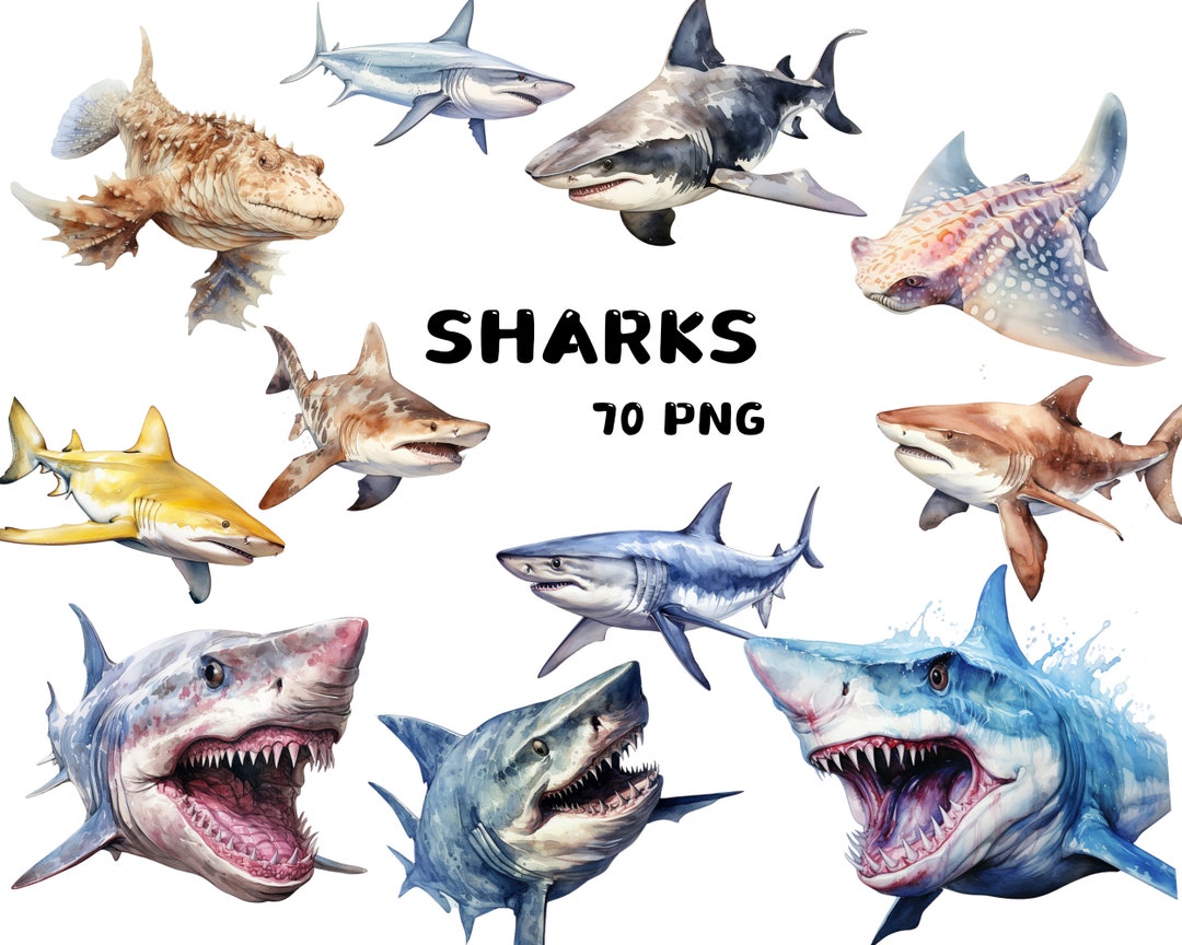Watercolor Sharks Clipart PNG, Great White & Whale Shark, Sea Animals ...